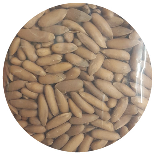 Chilgoja Noja In Shell - Mantri Mart