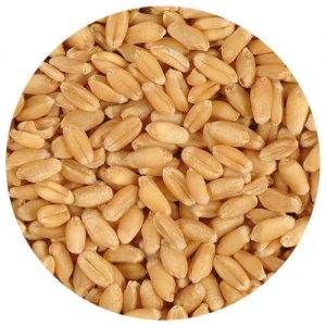 Wheat MP Boat Gehu Special - Mantri Mart