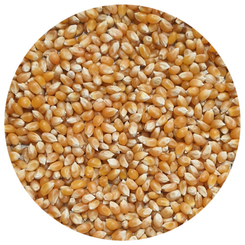 Popcorn Makka Maize - Mantri Mart